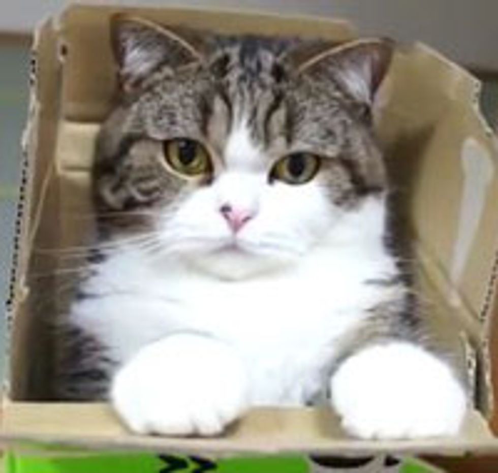 Maru Plays in a Box - Love Meow