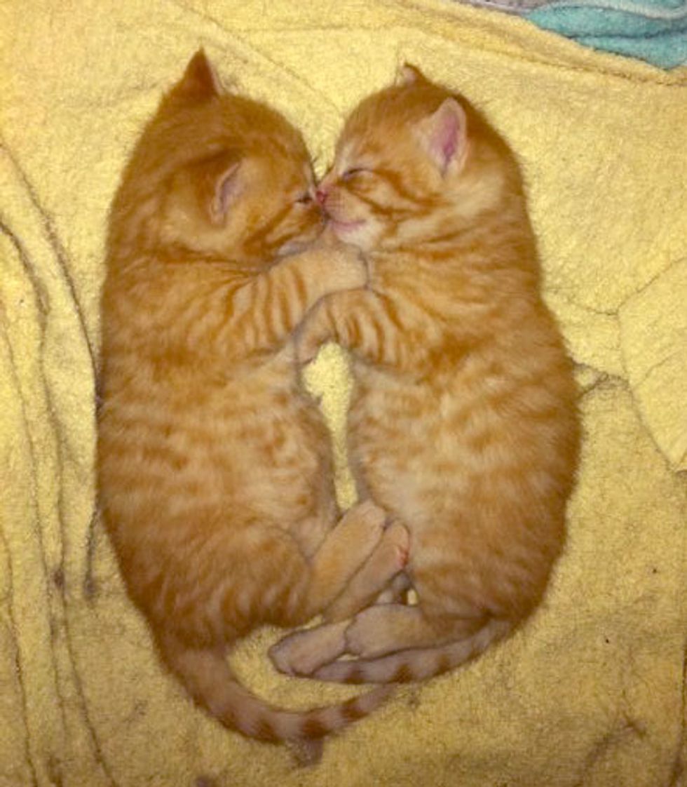 Two Cuddly Ginger Brothers, Then and Now - Love Meow