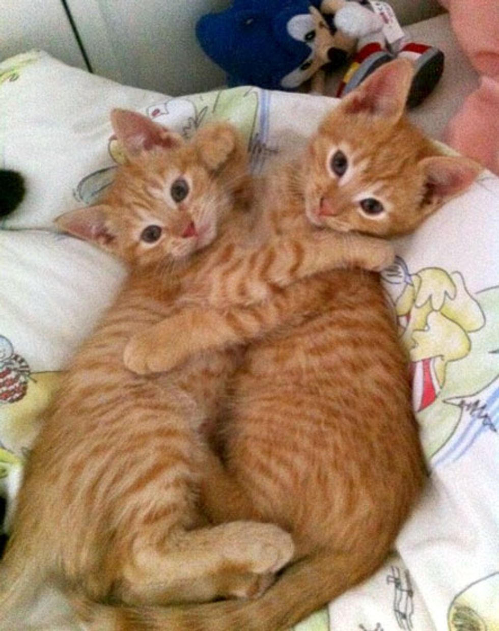 Two Cuddly Ginger Brothers, Then and Now - Love Meow
