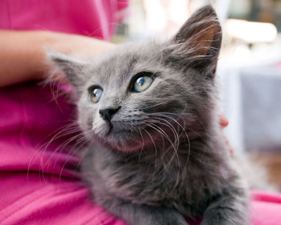 Ty, the Sweet Furry Dreamer - Love Meow