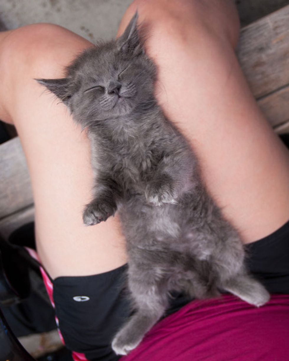 Ty, the Sweet Furry Dreamer - Love Meow