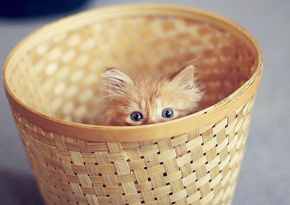 Barney the Einstein Kitty - Love Meow