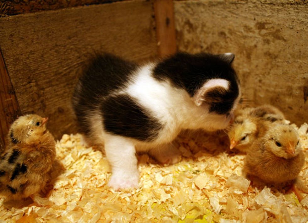 Kitten and Chicks - Love Meow