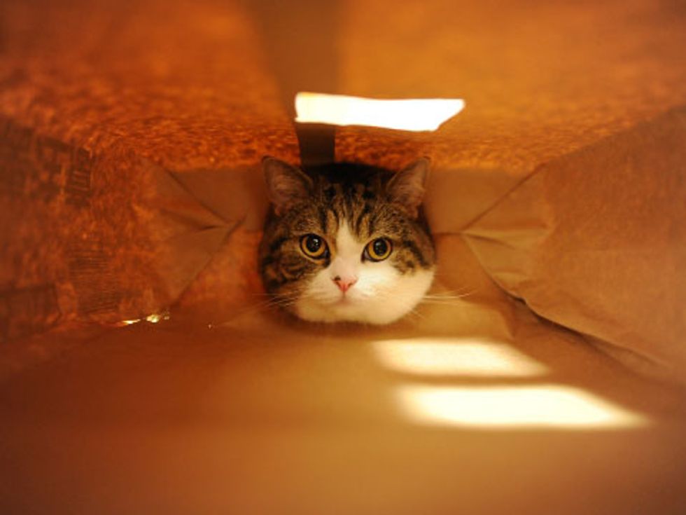 Maru Calls for Attention - Love Meow