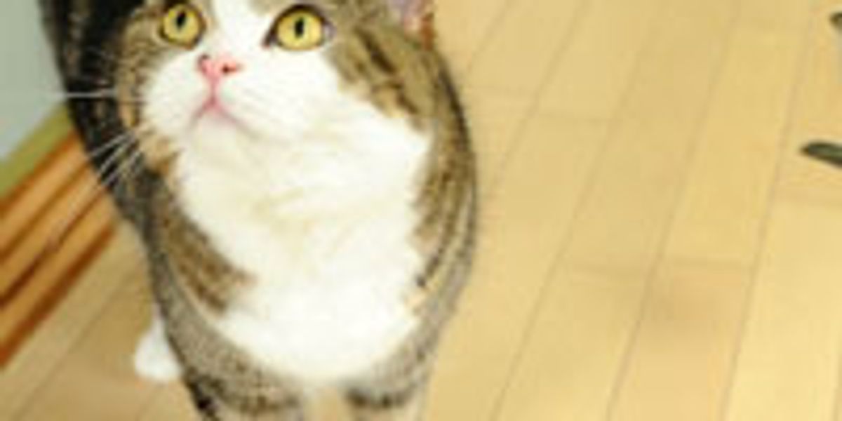 Maru Calls for Attention - Love Meow