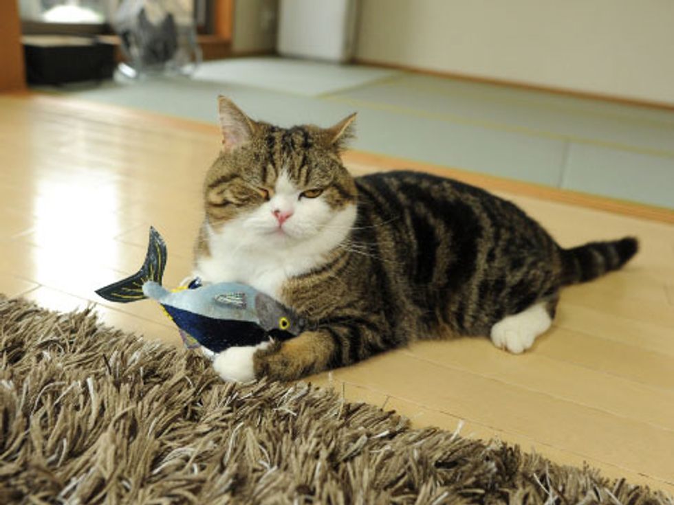 Maru Calls for Attention - Love Meow
