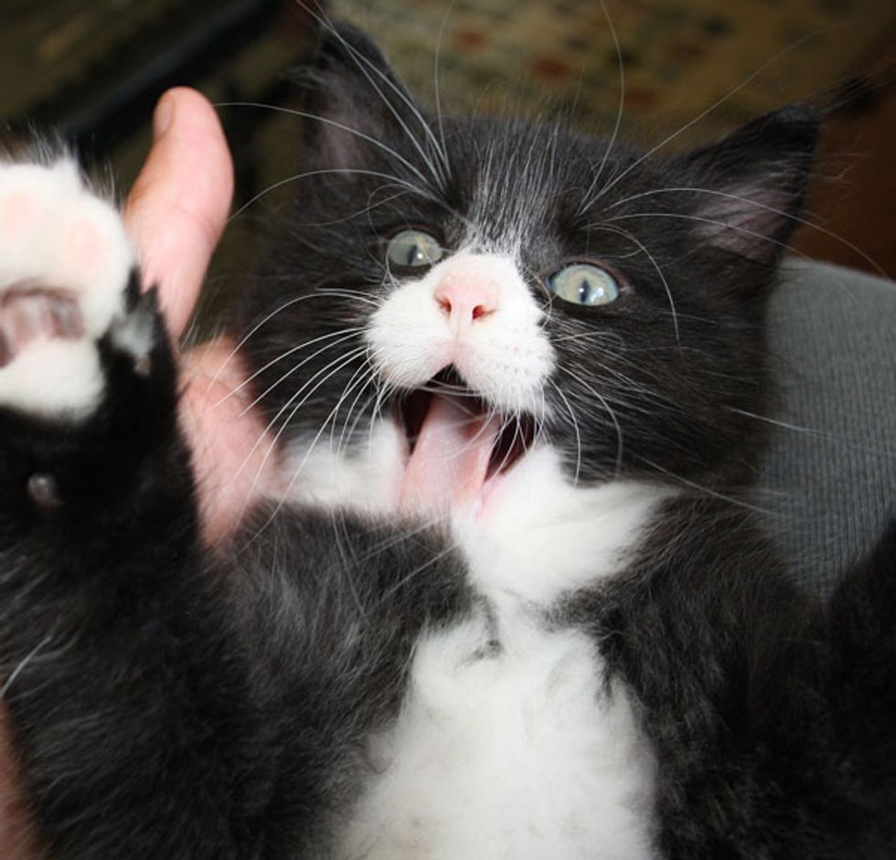 Tuxedo Mischief - Love Meow