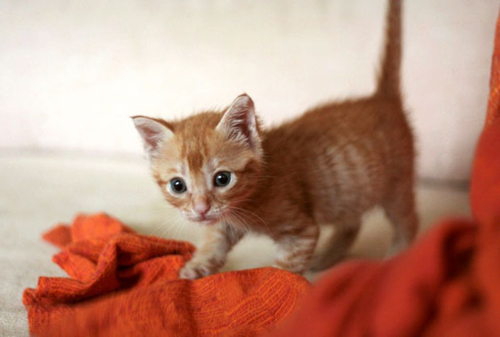 Ginger Kitty Pumpkin Found Happiness - Love Meow