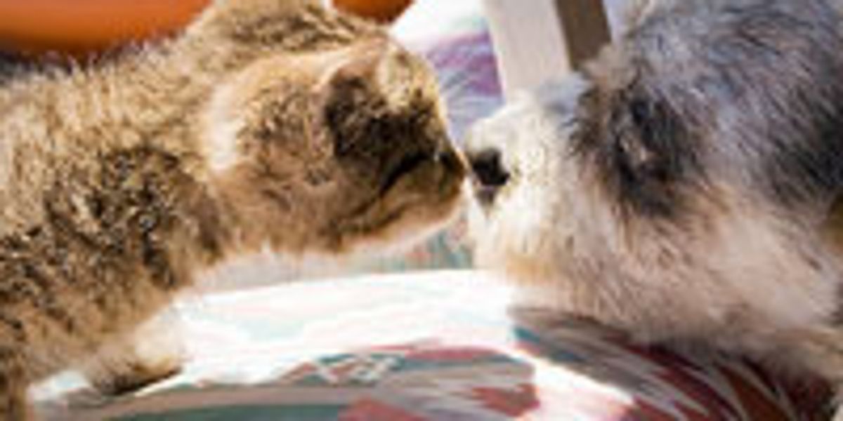 Friendship Begins with a Kiss - Love Meow