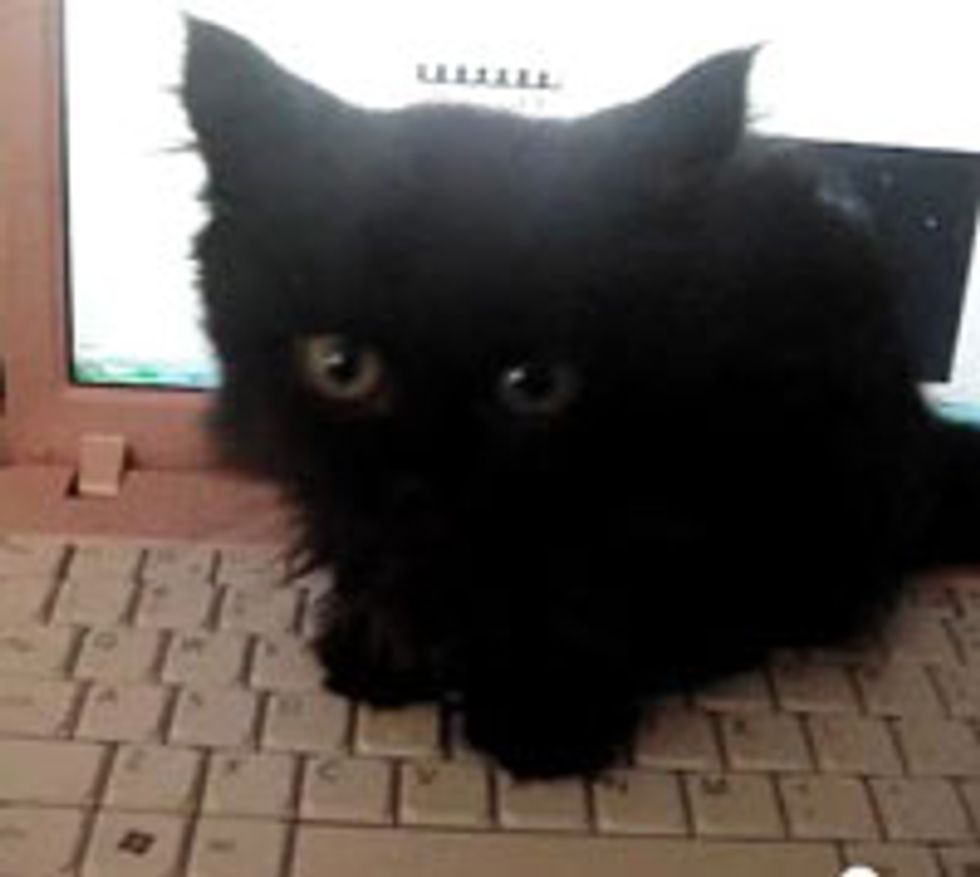 Kitty Typing on Computer - Love Meow