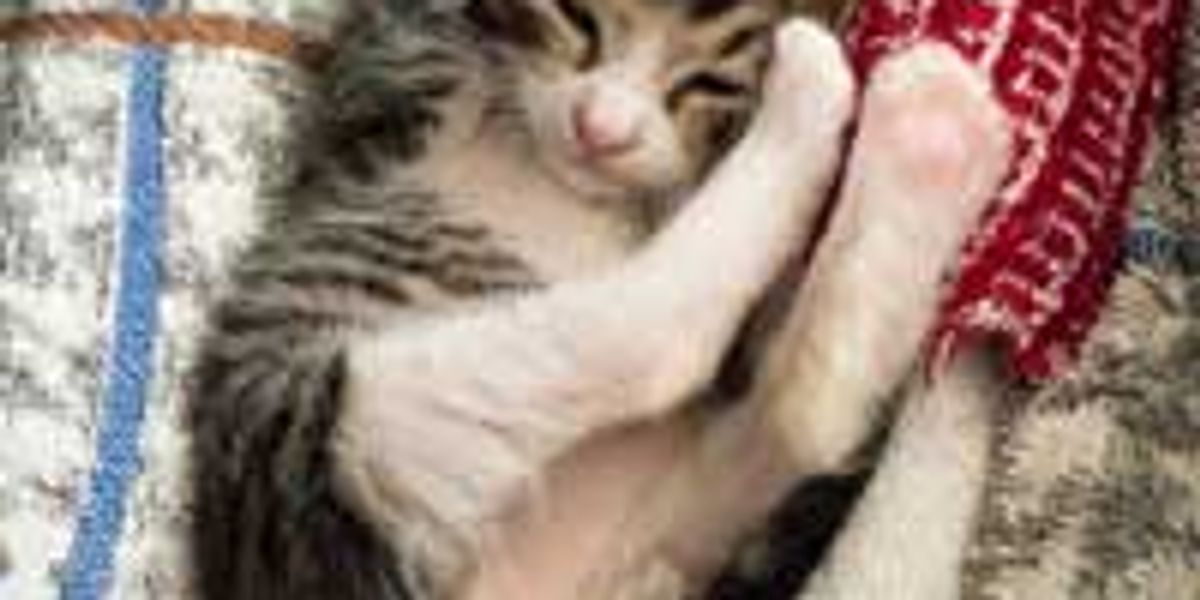 Stretching Kitty - Love Meow