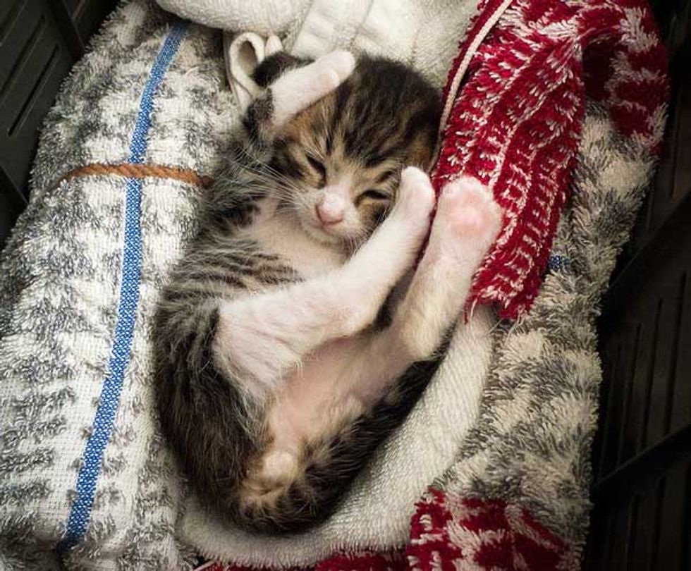 Stretching Kitty - Love Meow