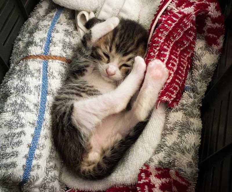 Stretching Cute Kitten Wallpaper