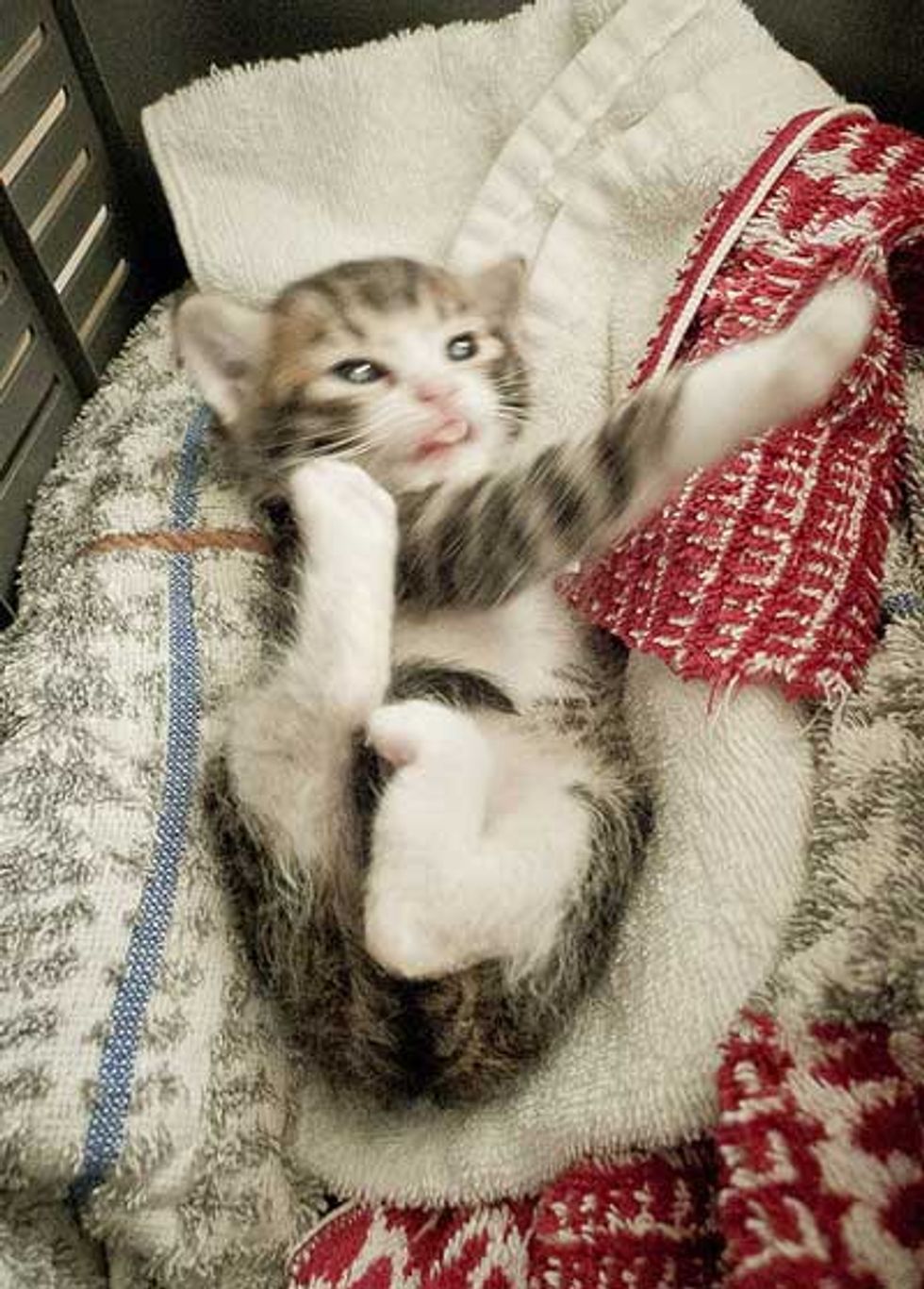 Stretching Kitty - Love Meow