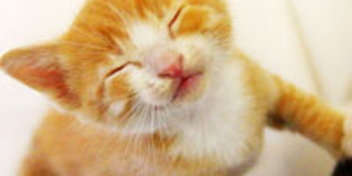 I Have a Happy! - Love Meow