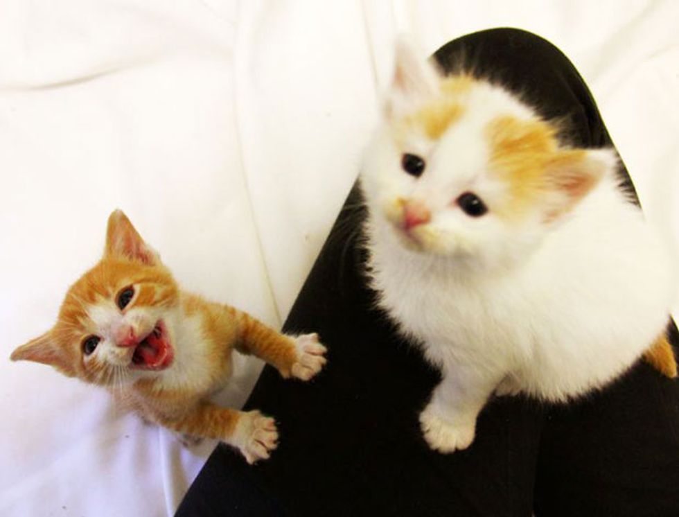 I Have a Happy! - Love Meow