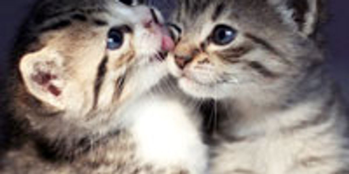 Snuggles, Kisses and Hugs - Love Meow