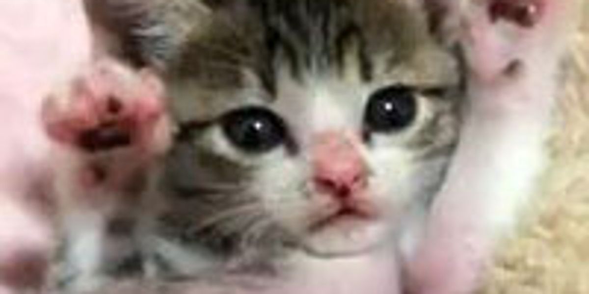 Tiny Kitty, BIG Stretches - Love Meow