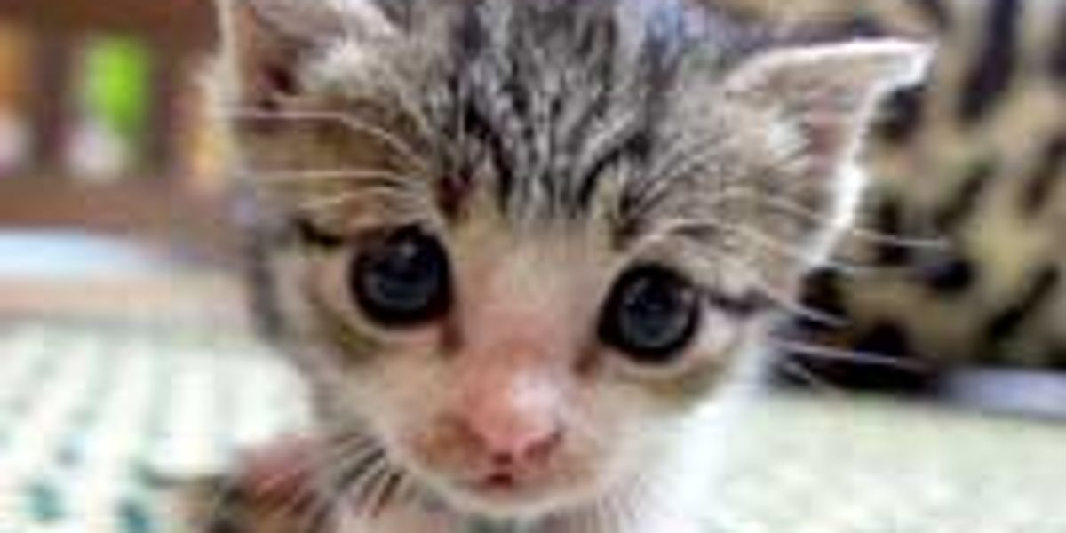 A Little Fuzzball's Second Chance - Love Meow