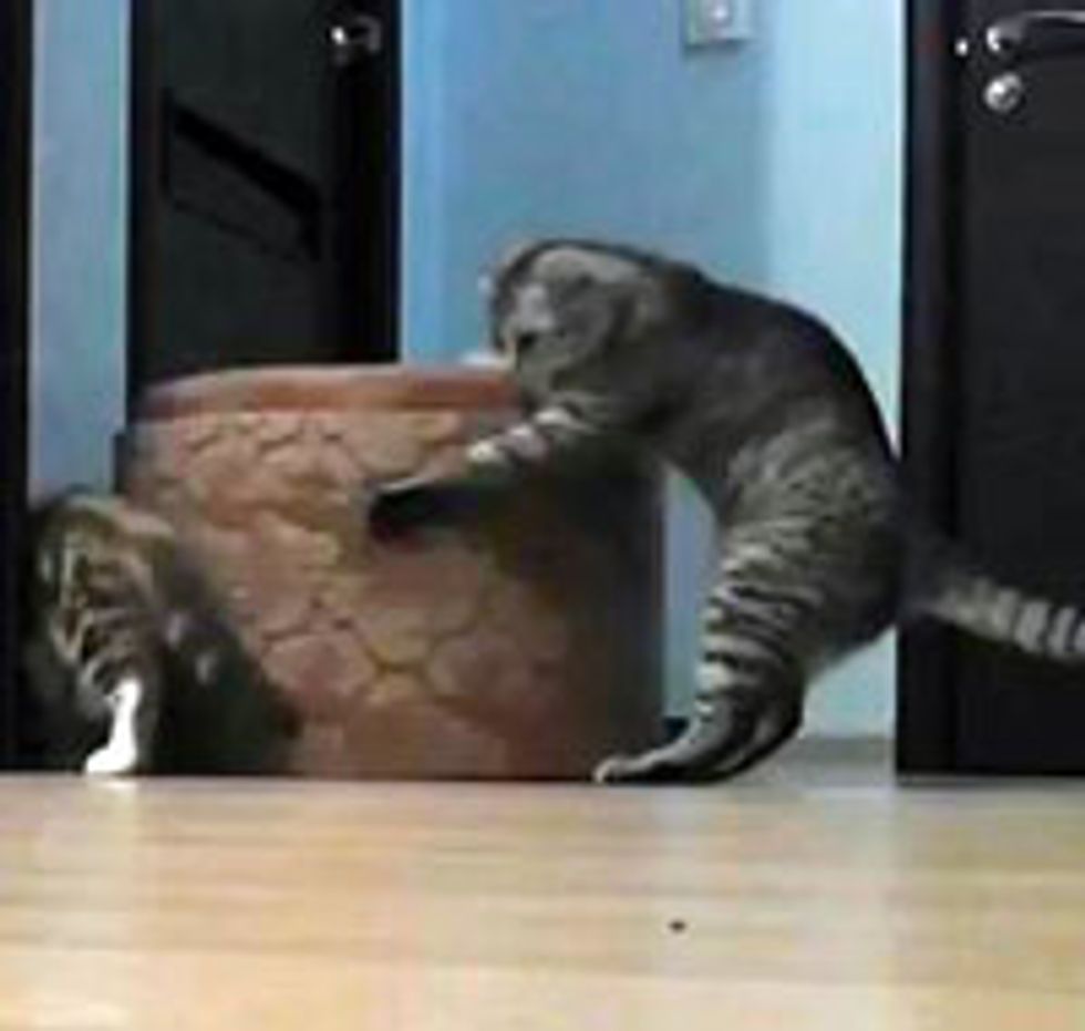 Very Strong Kitty - Love Meow