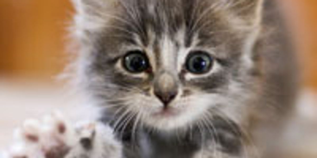 Cute and Fierce Fuzzy Kitty - Love Meow