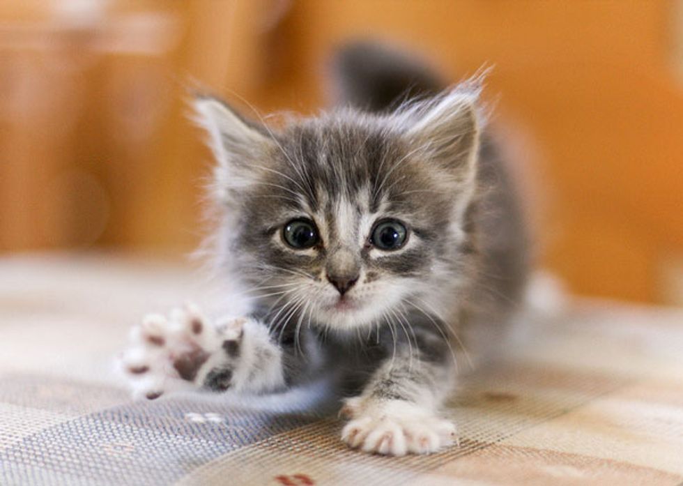 Cute and Fierce Fuzzy Kitty - Love Meow