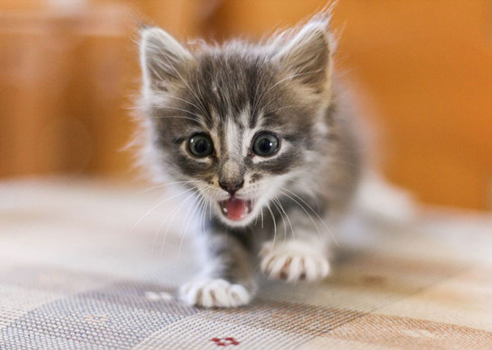 Cute and Fierce Fuzzy Kitty - Love Meow