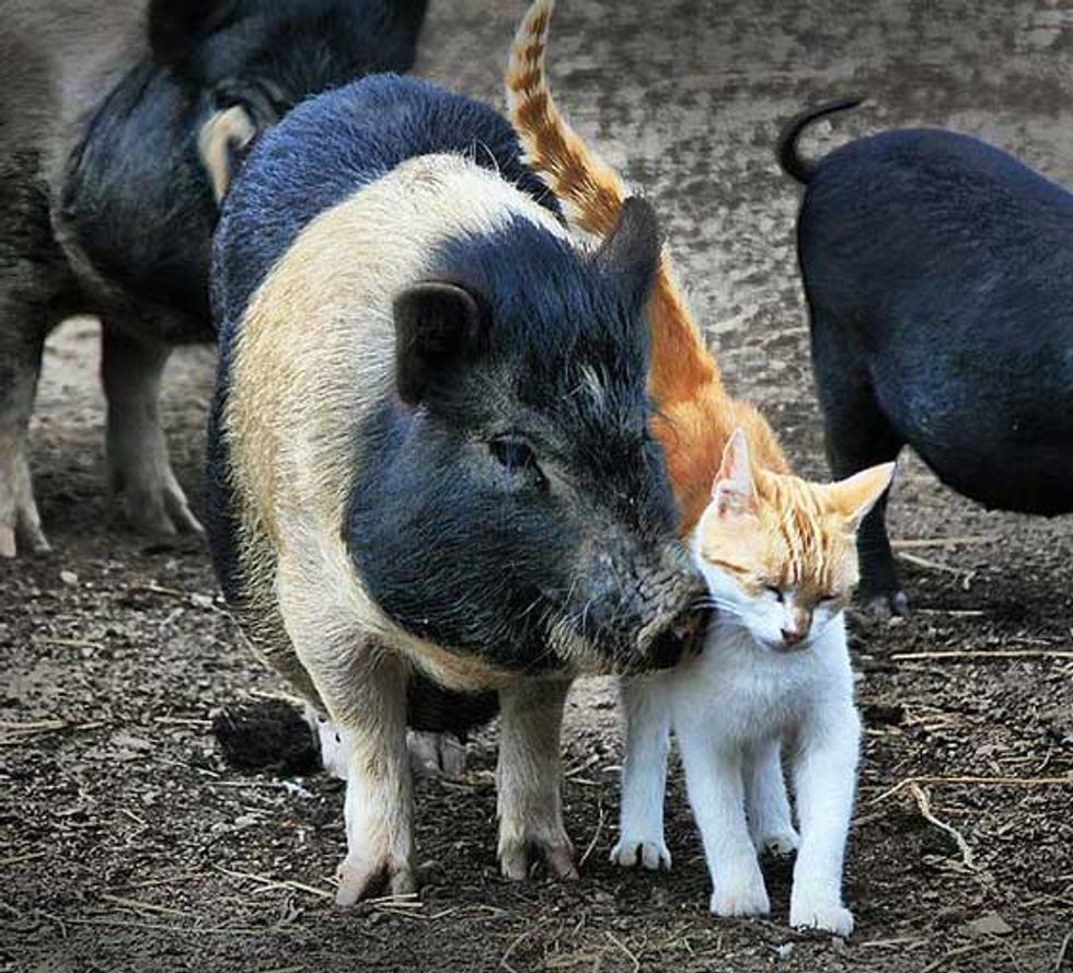 Kitty and Piggy, Best of Friends - Love Meow
