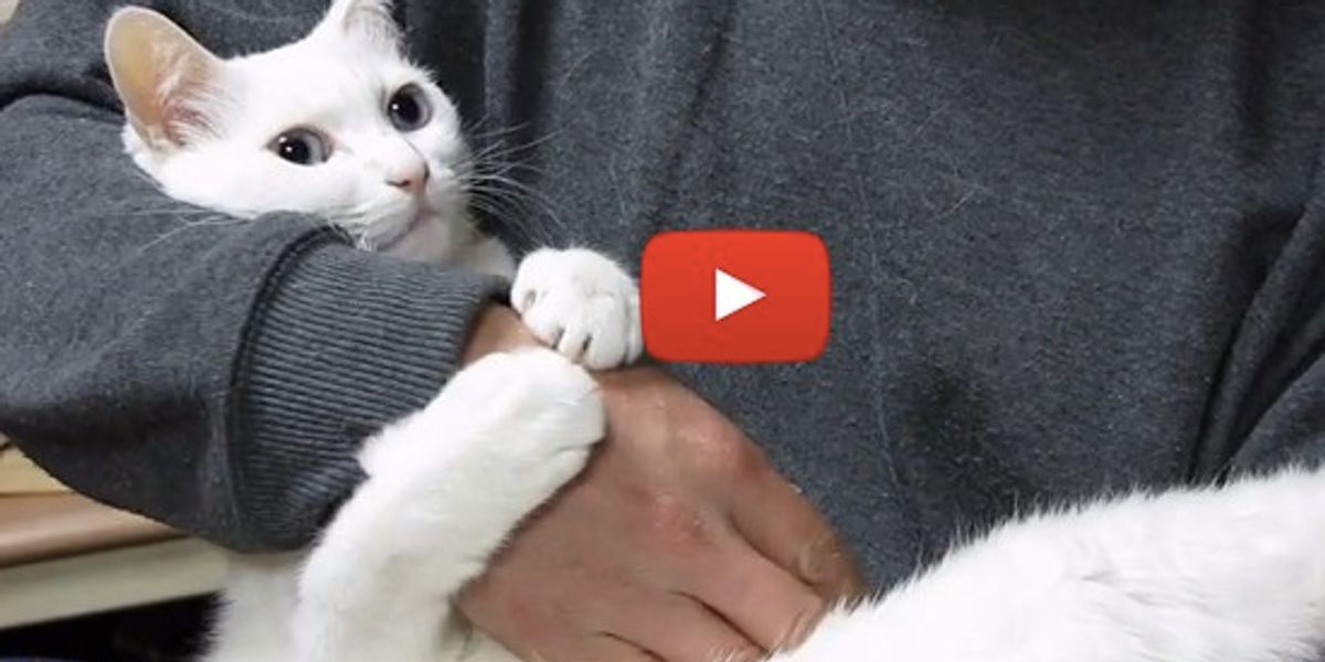 Hugging Cat Demands Belly Rubs Love Meow