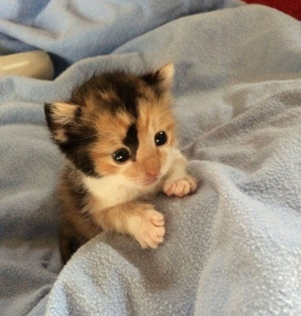 Tiny Calico Kitten Rescued Hours After Birth - Love Meow