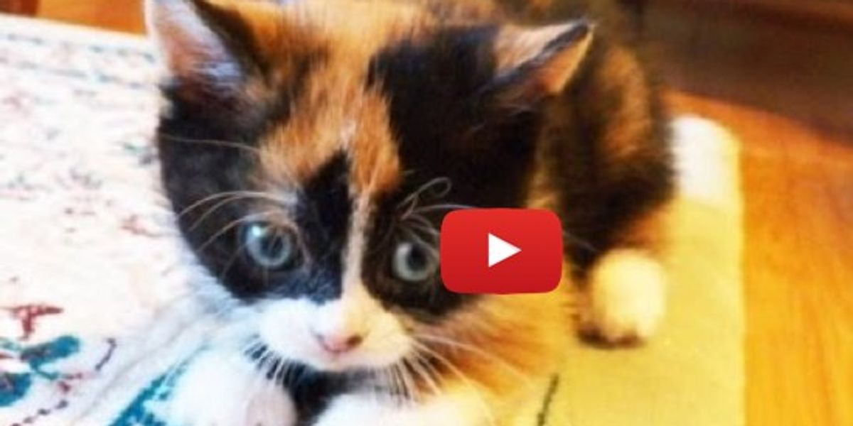 Little Cute Kitten Doing The Cutest Things - Love Meow