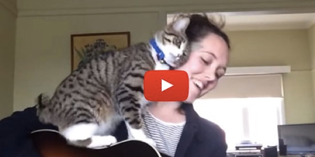 George The Cat Steals The Spotlight When His Mom Sings - Love Meow