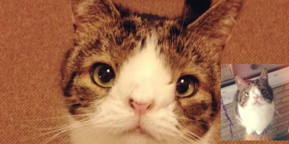 Monty The Special Cat With A Big Heart - Love Meow