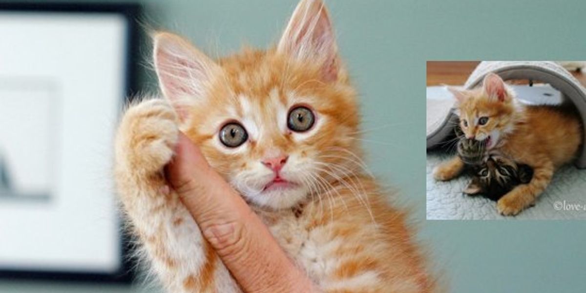 Rescue Ginger Kitten Adopted By Litter Of Kitties - Love Meow
