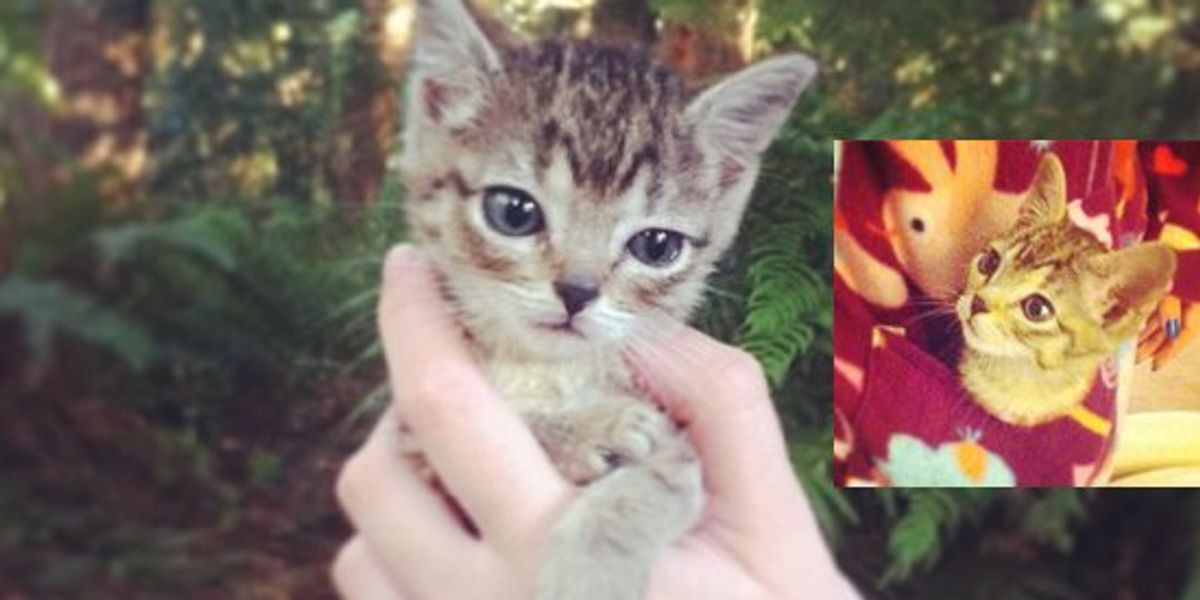 Pocket Sized Kitten Gets A Second Chance - Love Meow