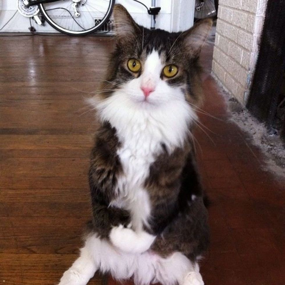 Pippin The Cat Happily Living His Cat Life On Two Legs - Love Meow