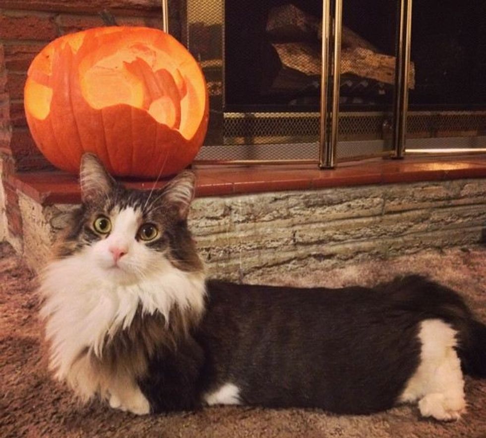 Pippin The Cat Happily Living His Cat Life On Two Legs - Love Meow