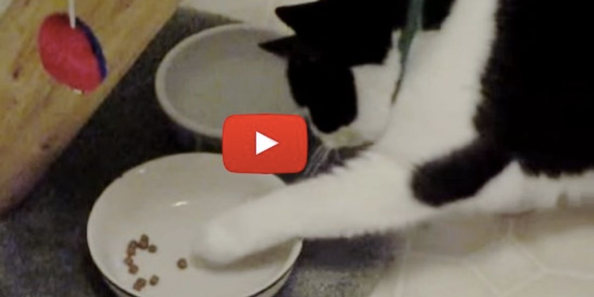 Ambidextrous Cat, Scoop, Scooping - Love Meow