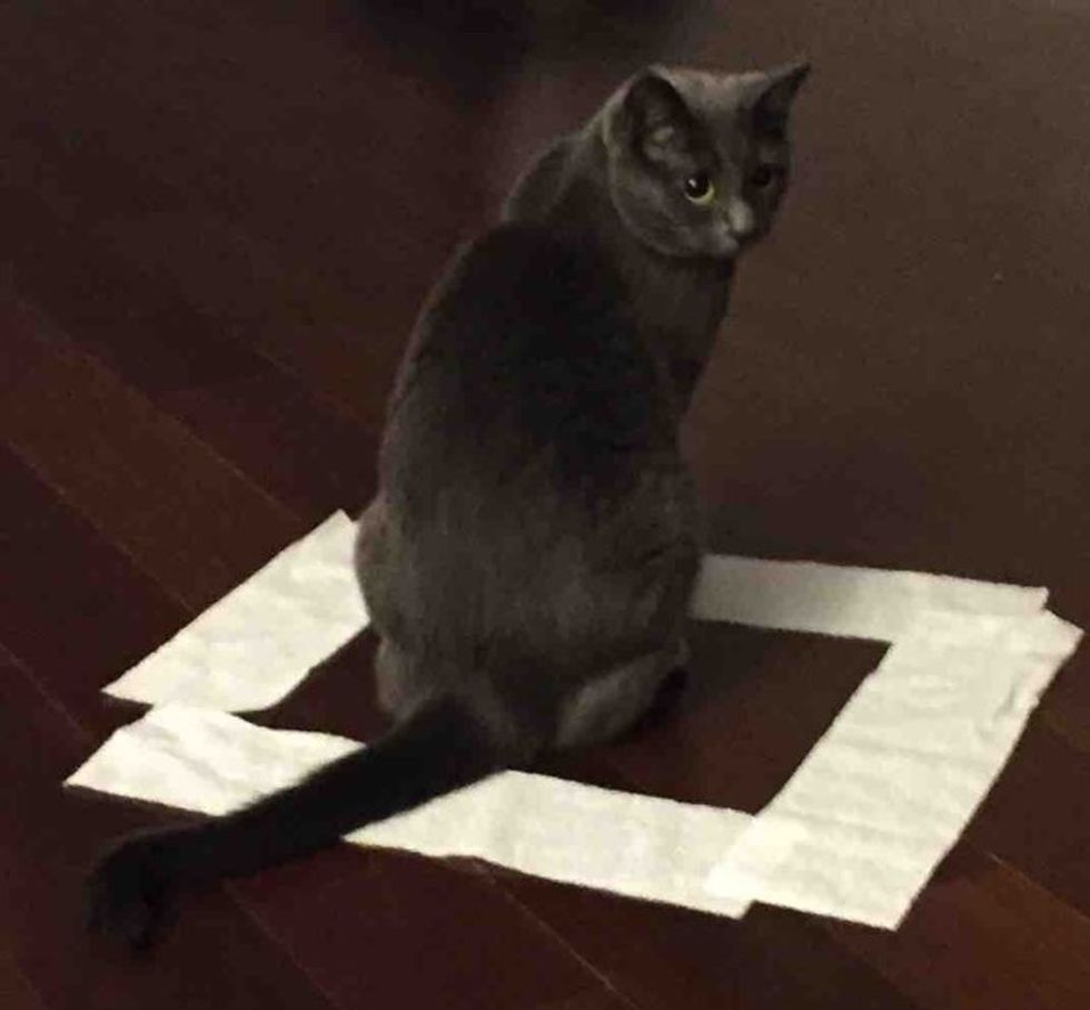 How To 'Trap' A Cat - With Instructions And Results! - Love Meow