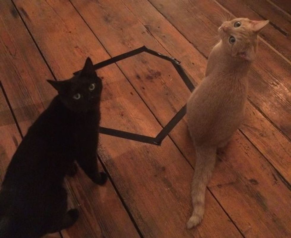 How To 'Trap' A Cat - With Instructions And Results! - Love Meow