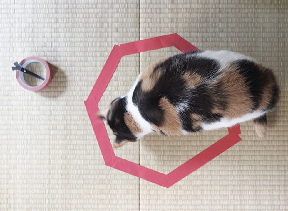 How To 'Trap' A Cat - With Instructions And Results! - Love Meow