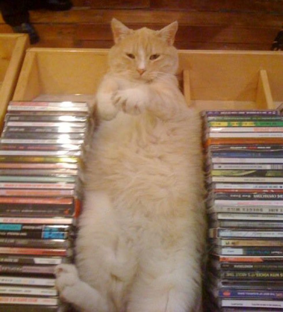 Mickey Roy The Record Store Cat - Love Meow