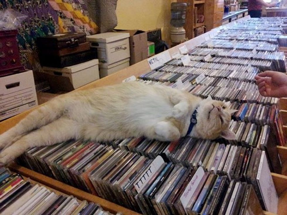 Mickey Roy The Record Store Cat - Love Meow