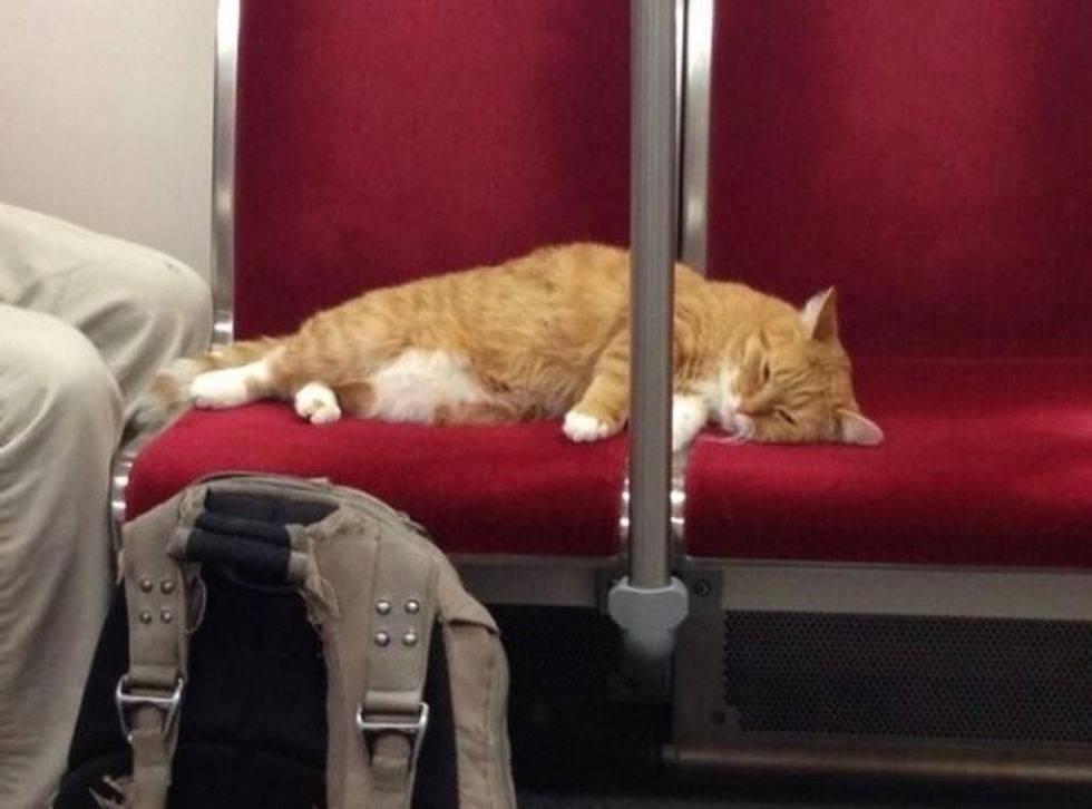 Touching Story Of The 'Subway Cat' And His Human - Love Meow
