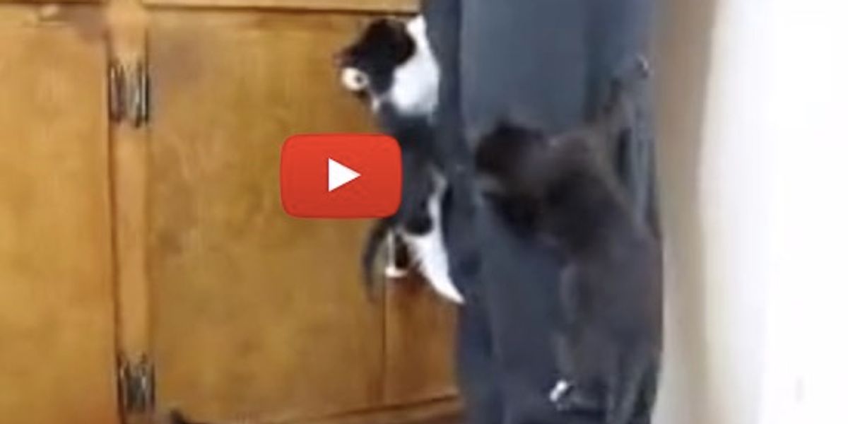 Foster Kittens Take A Hike Up Their Foster Dad - Love Meow