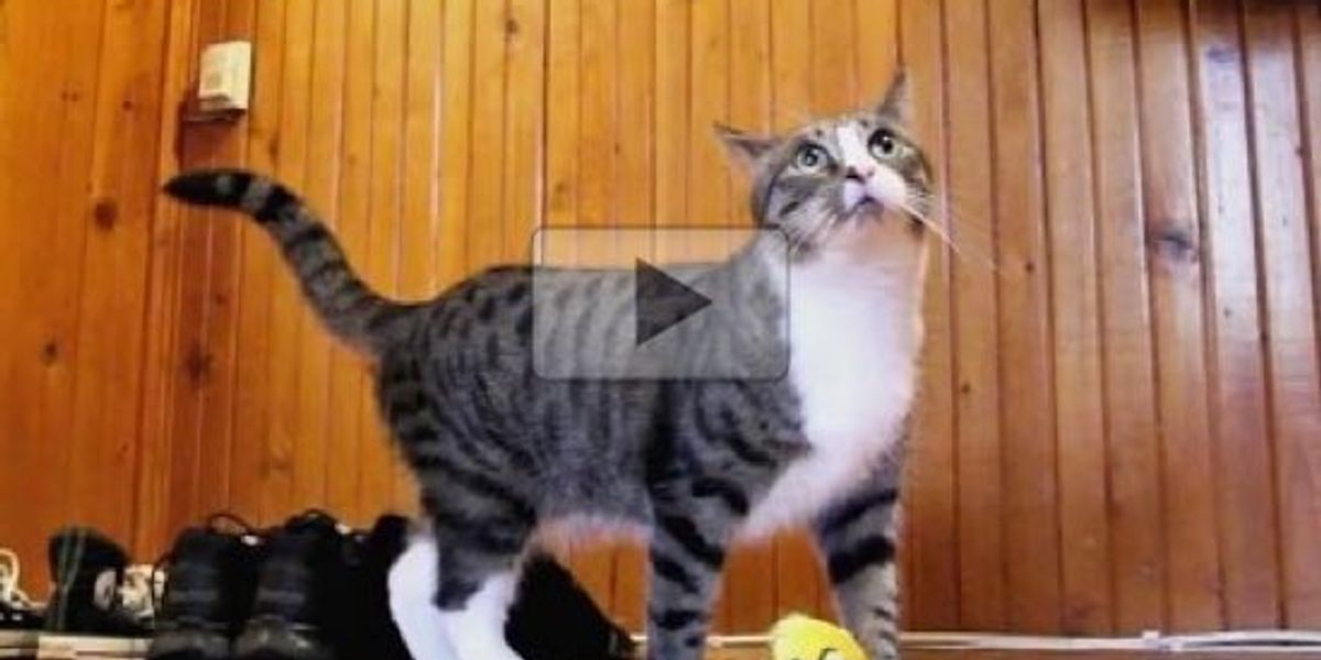 Nikita the Cat Loves To Talk - Love Meow