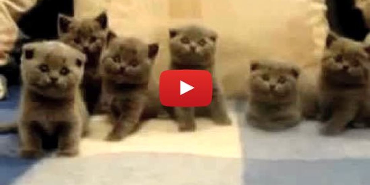 Six Little Curious Fur Babies - Love Meow