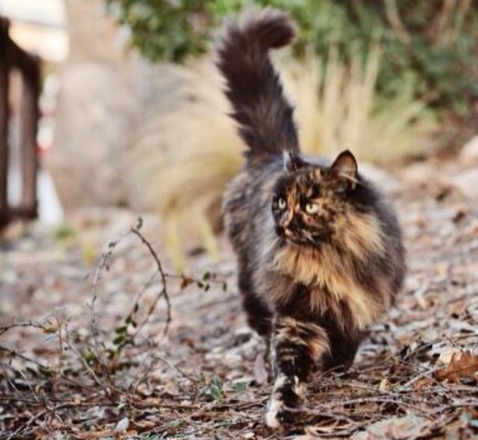 The Feral Cats of Disneyland - Love Meow