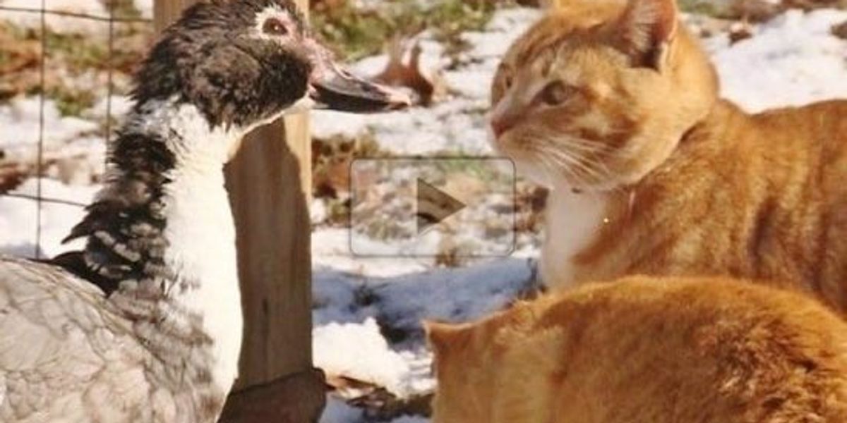 Two Cats Bond With A Duck - Love Meow