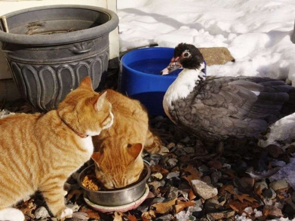 Two Cats Bond With A Duck - Love Meow